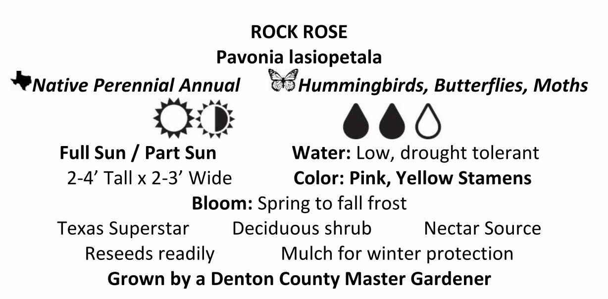 Texas Rock Rose - Denton County Master Gardener Association