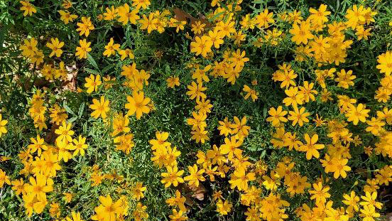 Copper Canyon Daisy - Denton County Master Gardener Association