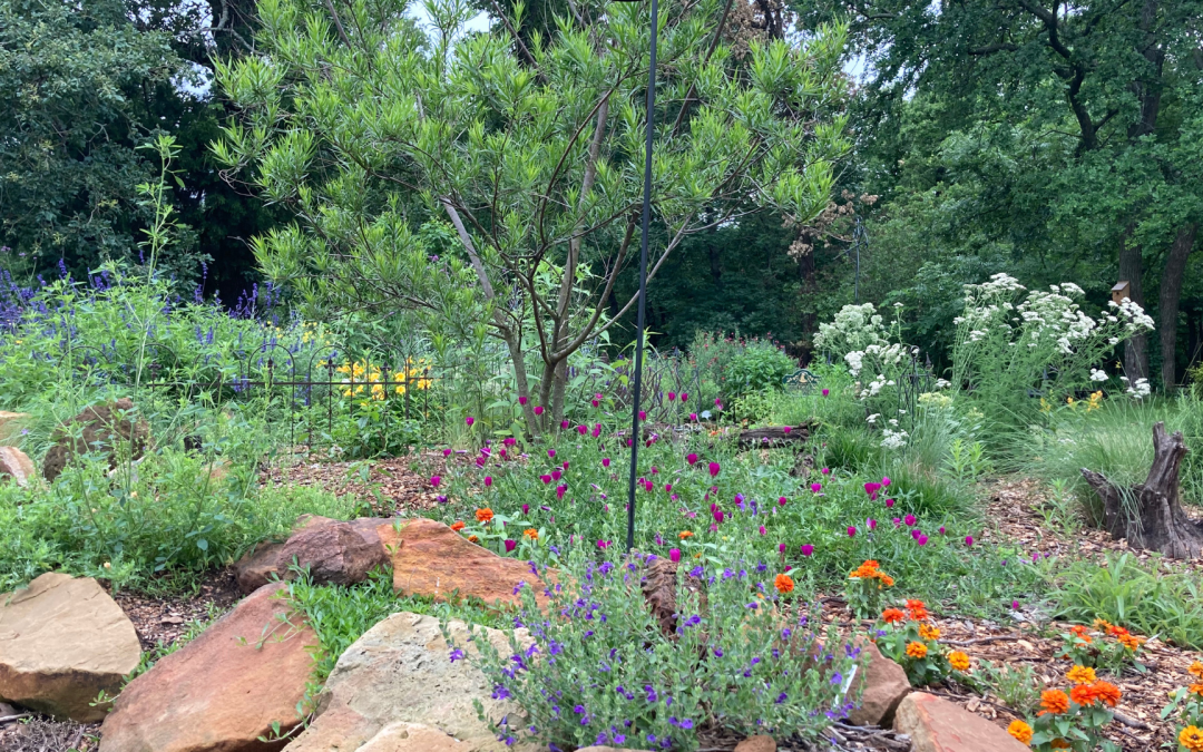 Native Plants - Denton County Master Gardener Association